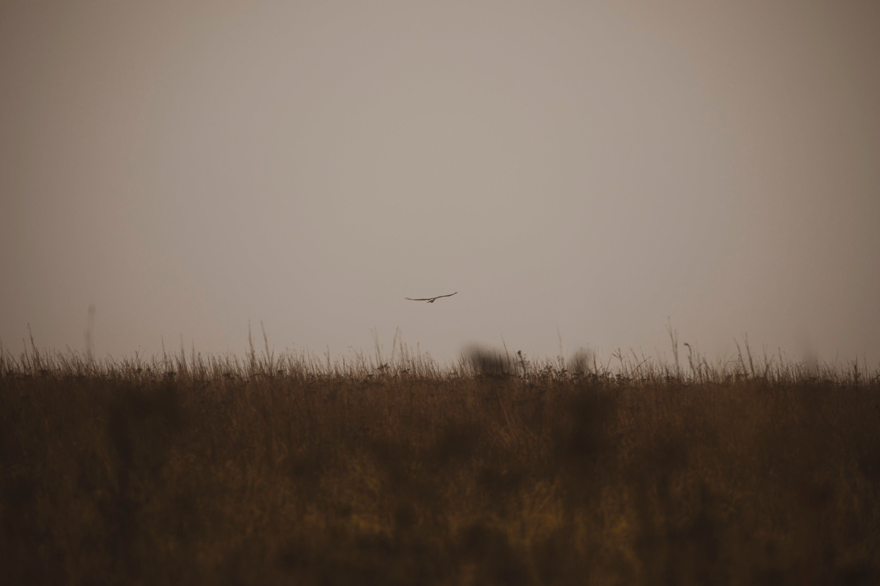 Nature & 1% for the Planet – Dillon Rose