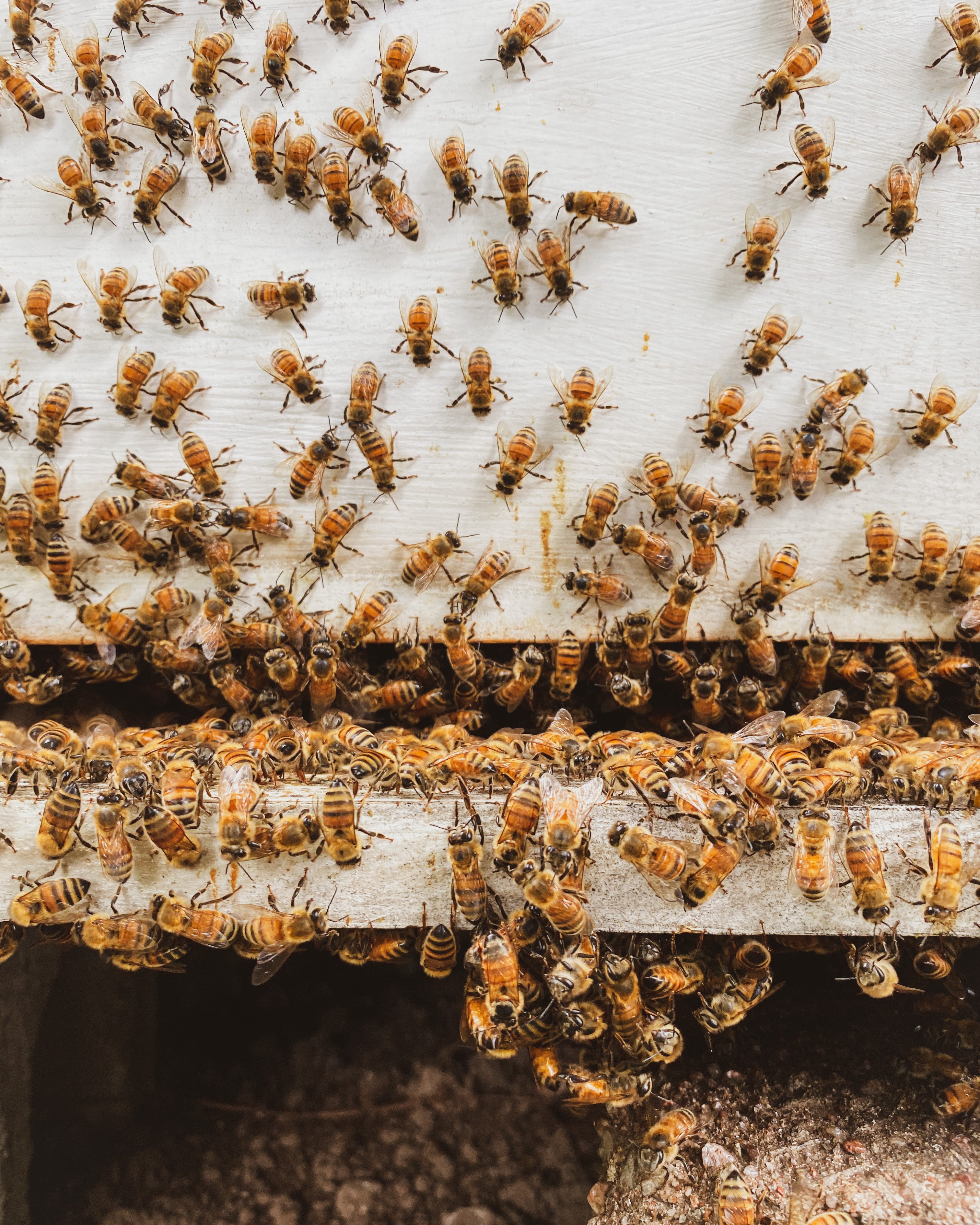 Apiary – Dillon Rose